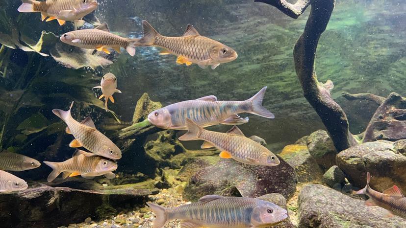 军鱼 光倒刺鲃（Spinibarbus hollandi） - 泡泡水族