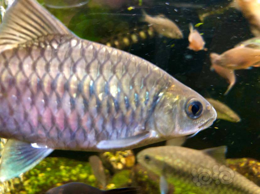 异口新光唇（Neolissochilus heterostomus) - 泡泡水族