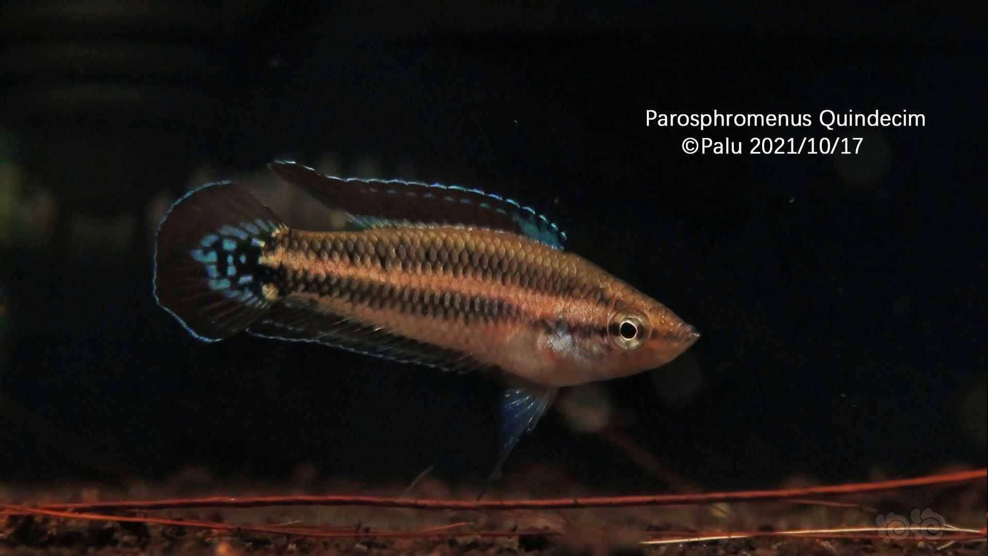 【斗鱼】Parosphromenus Quindecim【星空二线】 - 泡泡水族