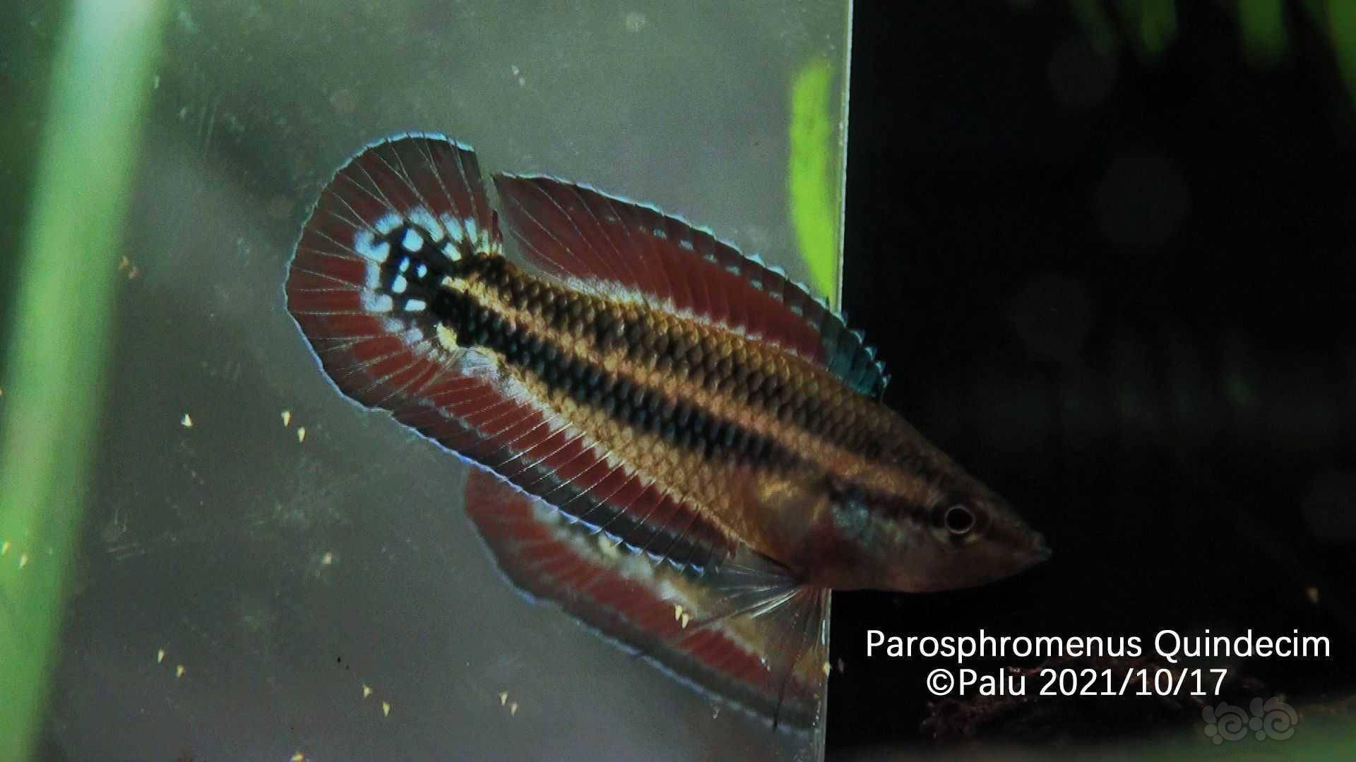 【斗鱼】Parosphromenus Quindecim【星空二线】 - 泡泡水族