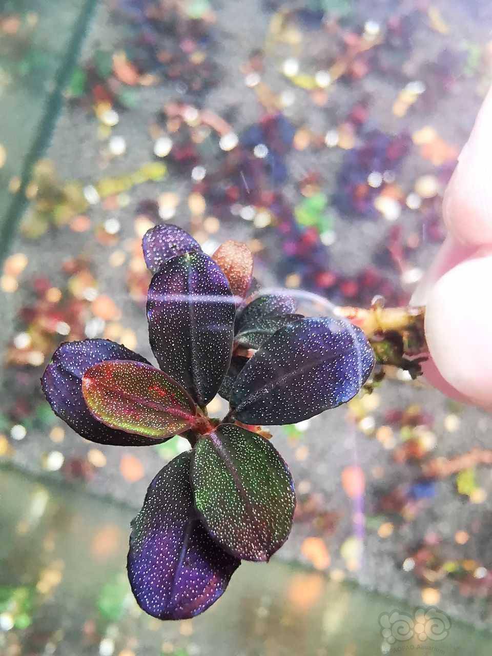 【水草】2022-10-20号#RMB拍卖小圆叶neo&香山14玉 - 泡泡水族