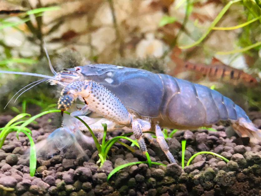 非洲巨网 Atya gabonensis 加蓬匙指虾 - 泡泡水族